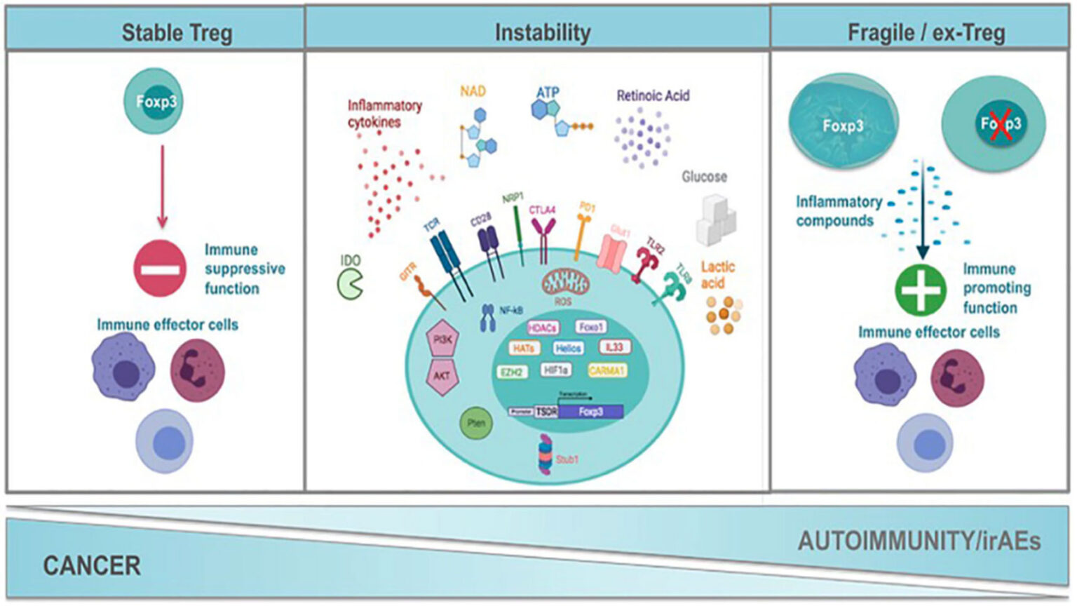 The Increasing Relevance of Tregs in Immunology and Oncology - Ignyte Bio
