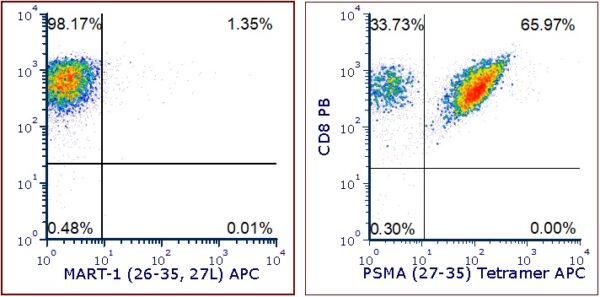 Antigen-Specific T Cells: anti PSMA (27-35) CD8 T cells | Immune cells ...